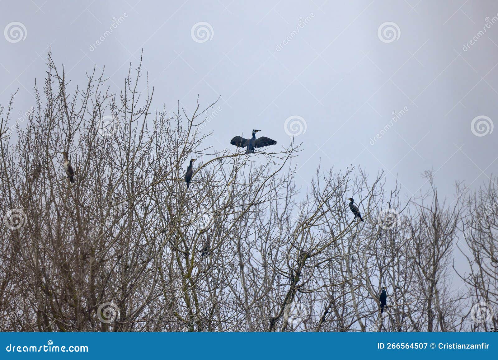 Carambolim Lake, Goa, India. Mugger Crocodile Or Crocodylus Palustris ...