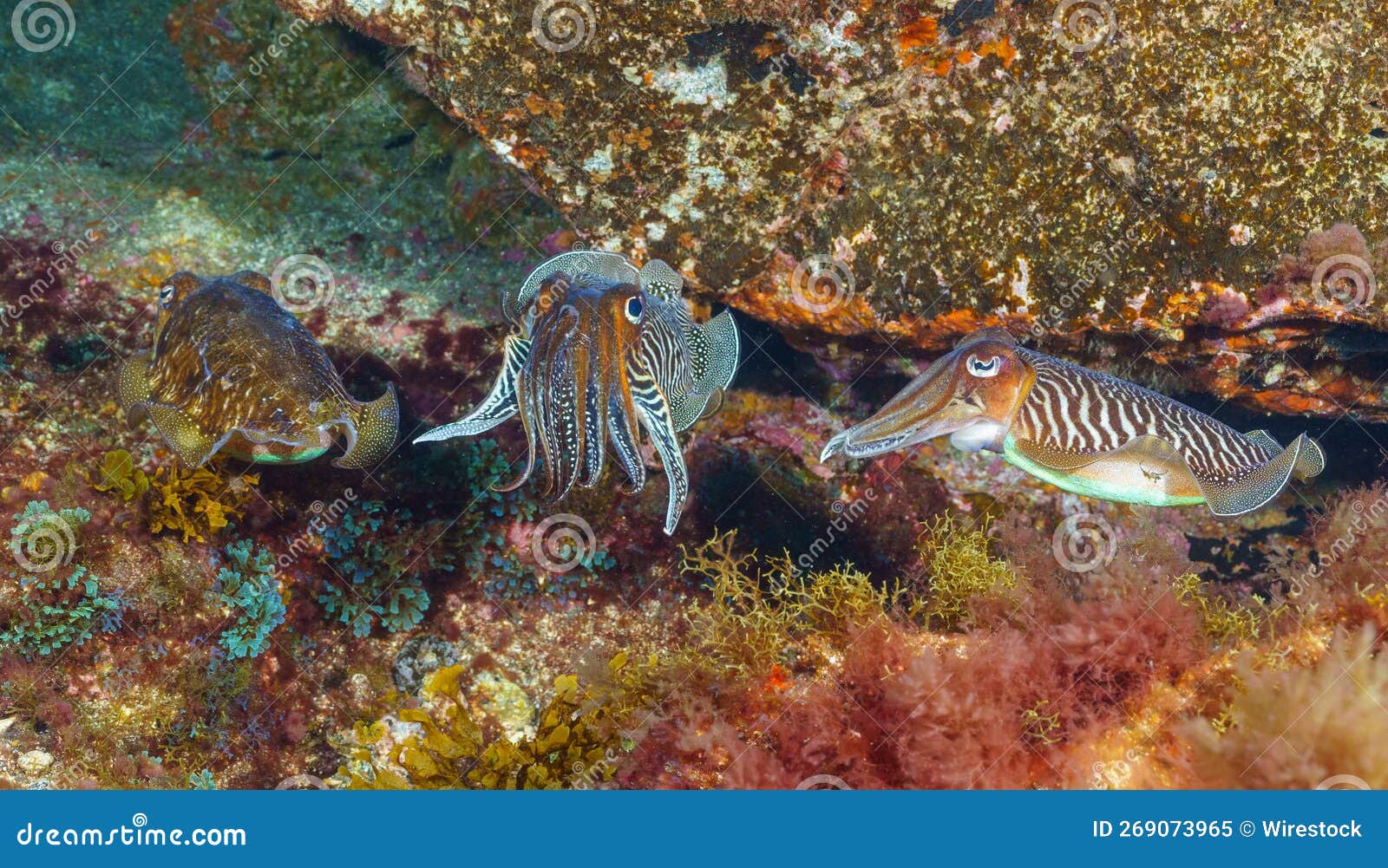 Group of Pharaoh Cuttlefish Under the Underwater Rocks Stock Image ...