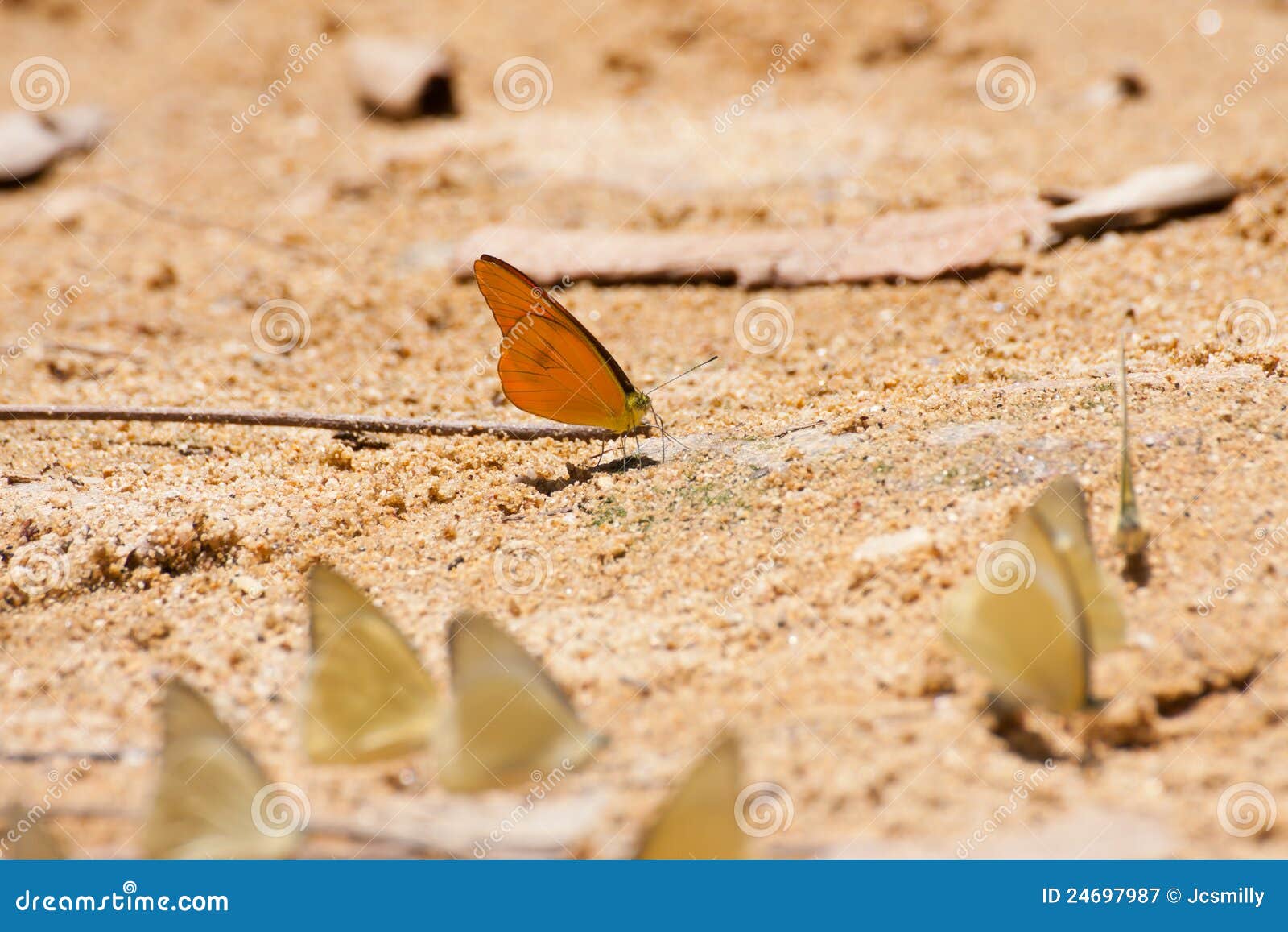 Group of Pieridae Butterfly Stock Image - Image of flapping ...