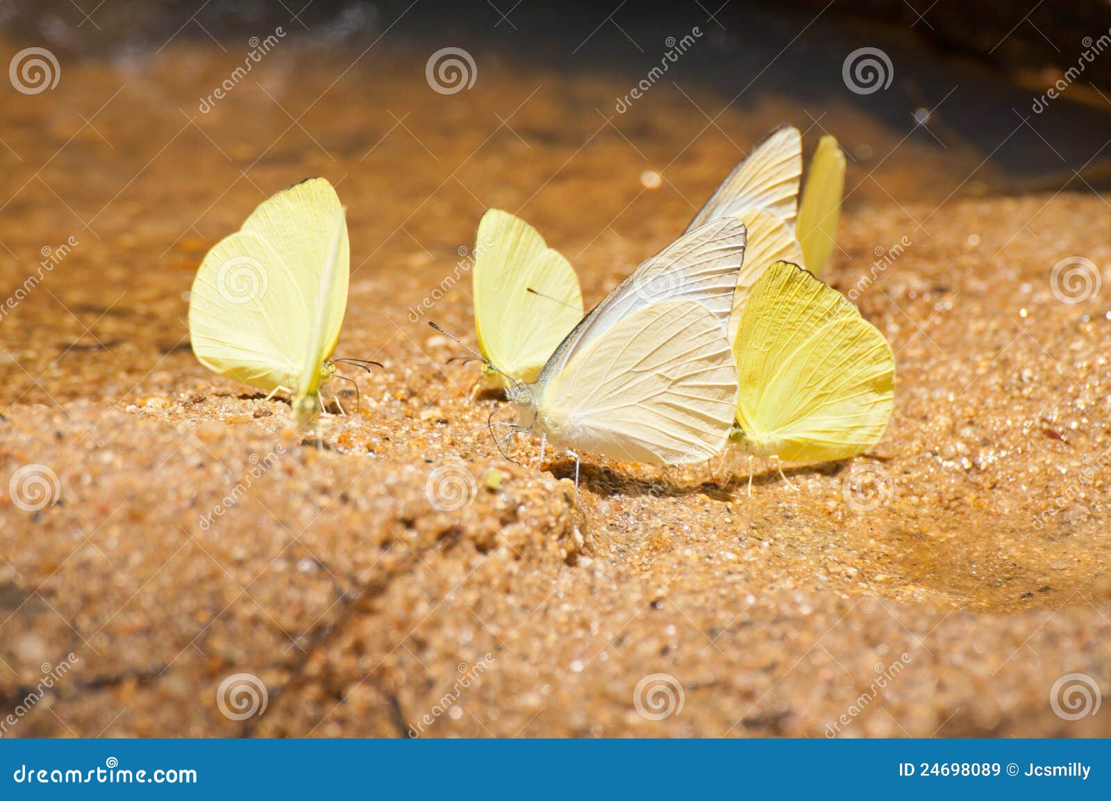 Group of Pieridae Butterfly Gathering Water Stock Image - Image of ...