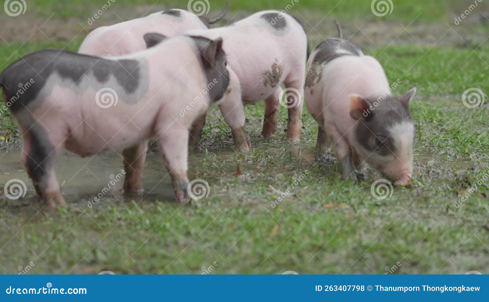 Group of Pig Eating Grass on the Farm Stock Footage - Video of breeding ...