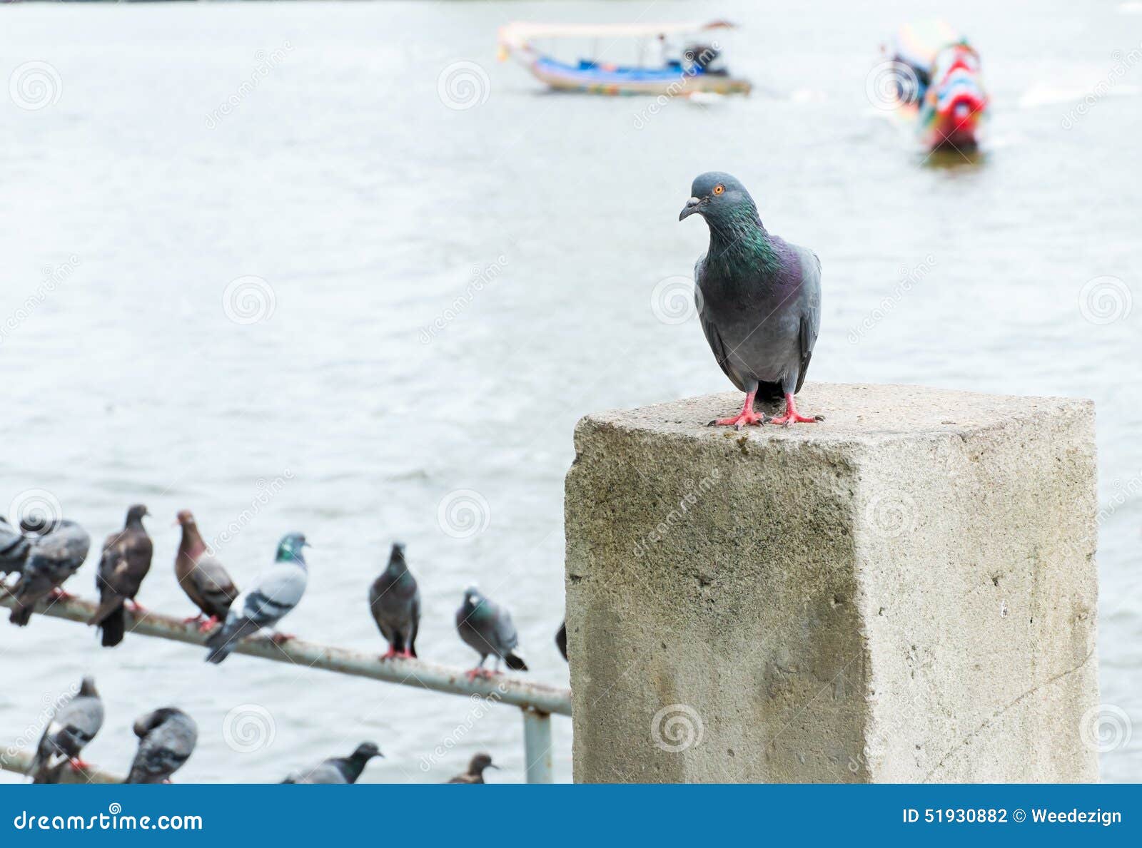 Group of Pigeon at Pier in City Stock Photo - Image of port, riverside ...
