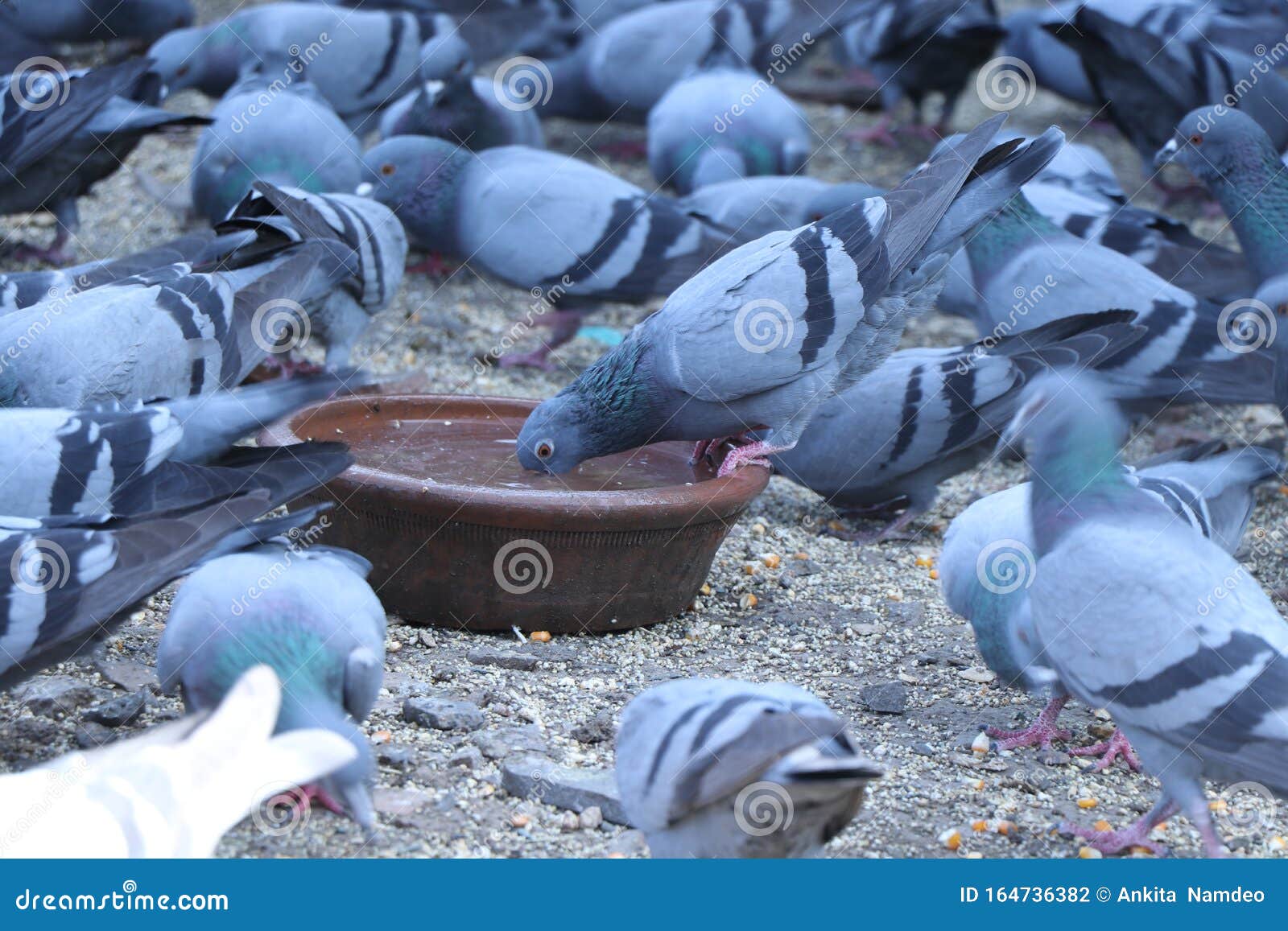 Group of Pigeon Sit and Eating Food Stock Photo - Image of fauna, corn ...