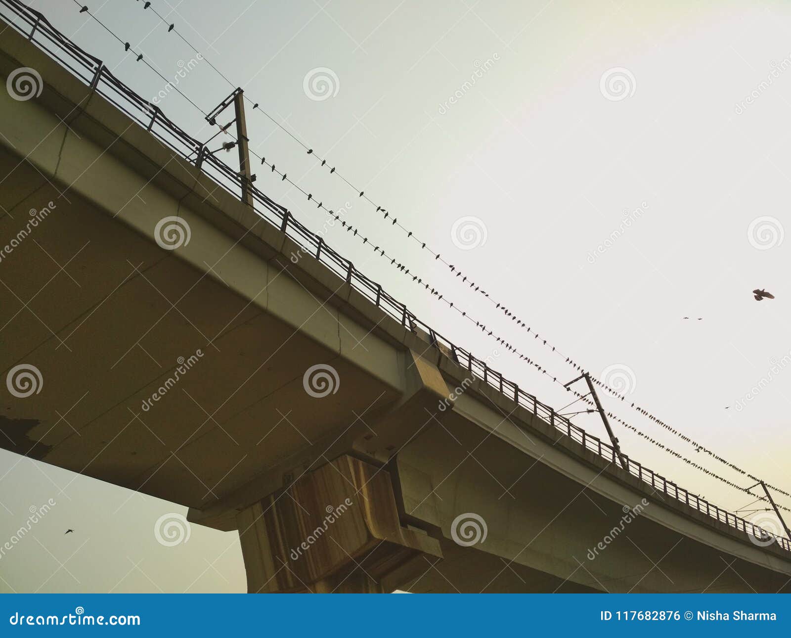 Birds on bridge stock photo. Image of birds, rail, bridge - 117682876