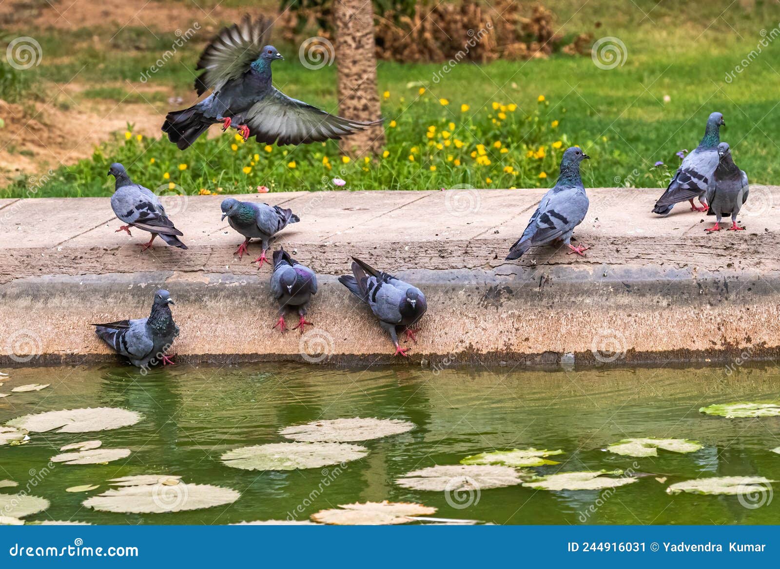 A Group of Pigeon Taking Bath Stock Image - Image of animal, freedom ...