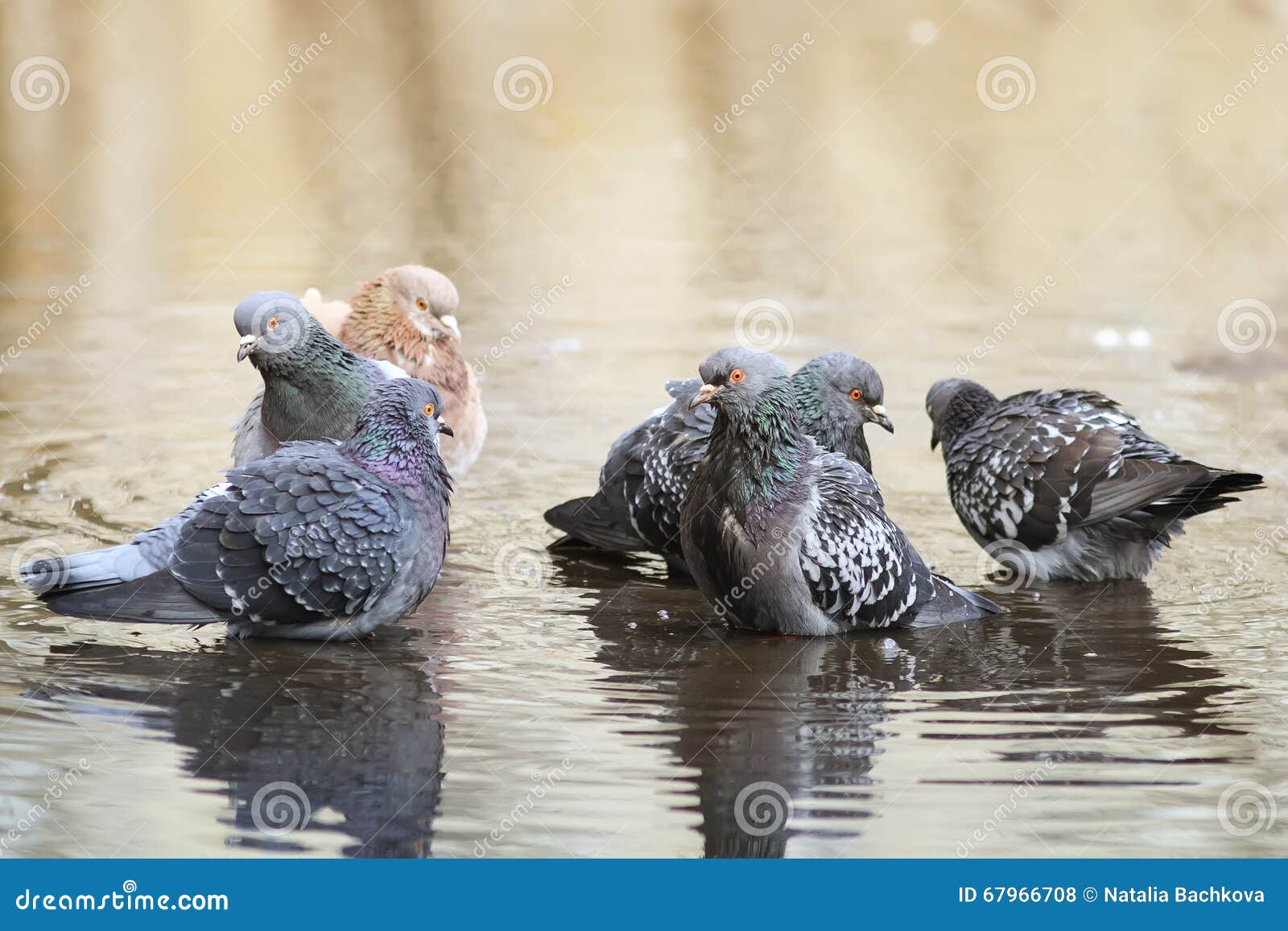 A group of pigeons bathing stock photo. Image of dove - 67966708