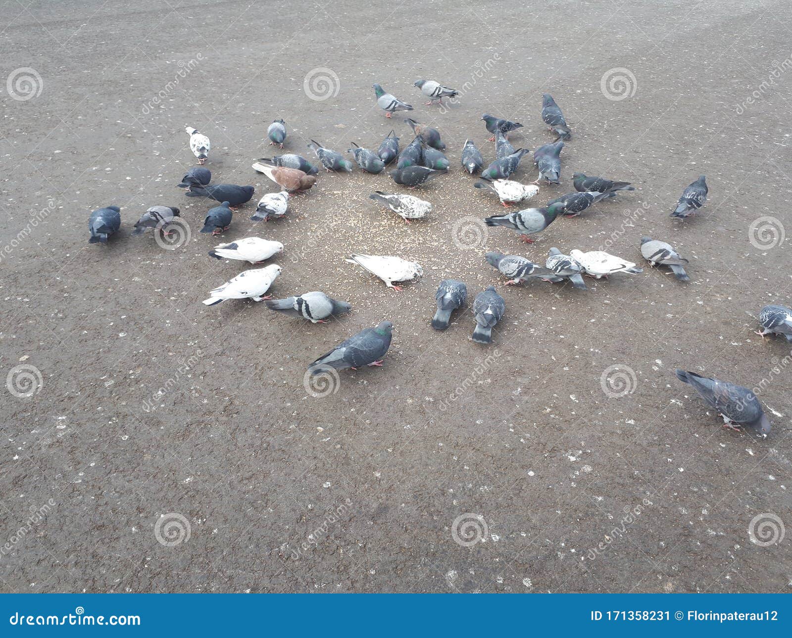 Group of Pigeons Eating Seeds. Many Pigeons Eat Seeds Stock Image ...