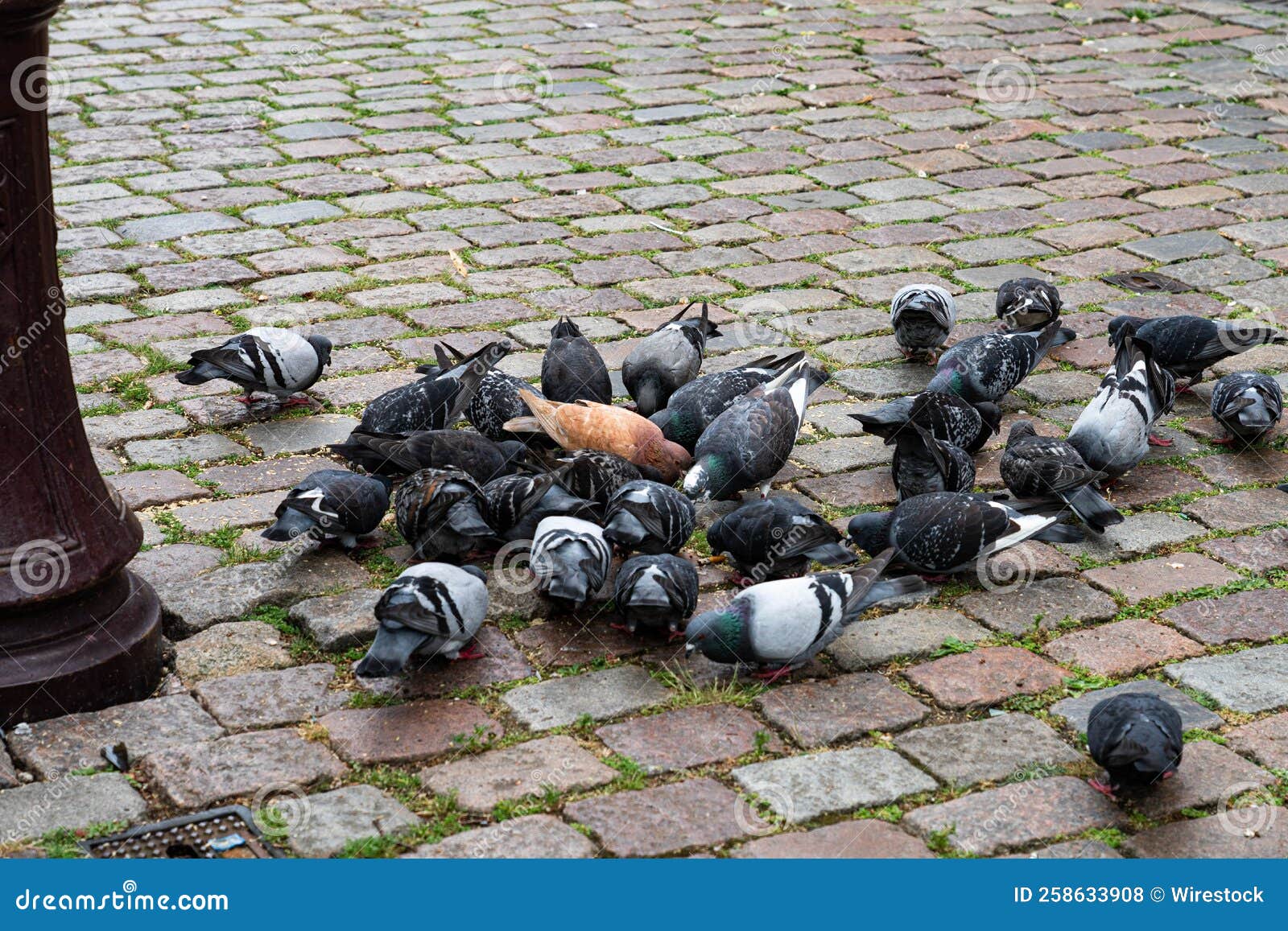 Group of Pigeons Feeding on the Street Stock Photo - Image of food ...