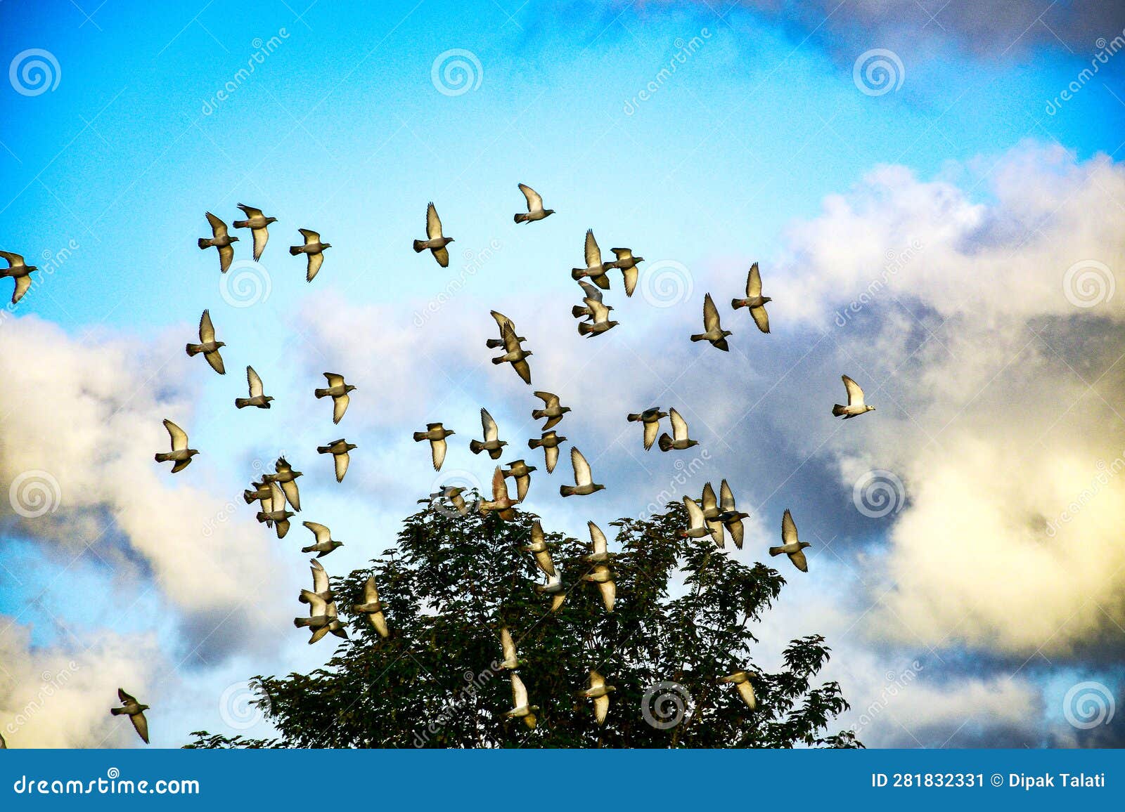 Group of Pigeons are Flying High Stock Image - Image of wing, branch ...
