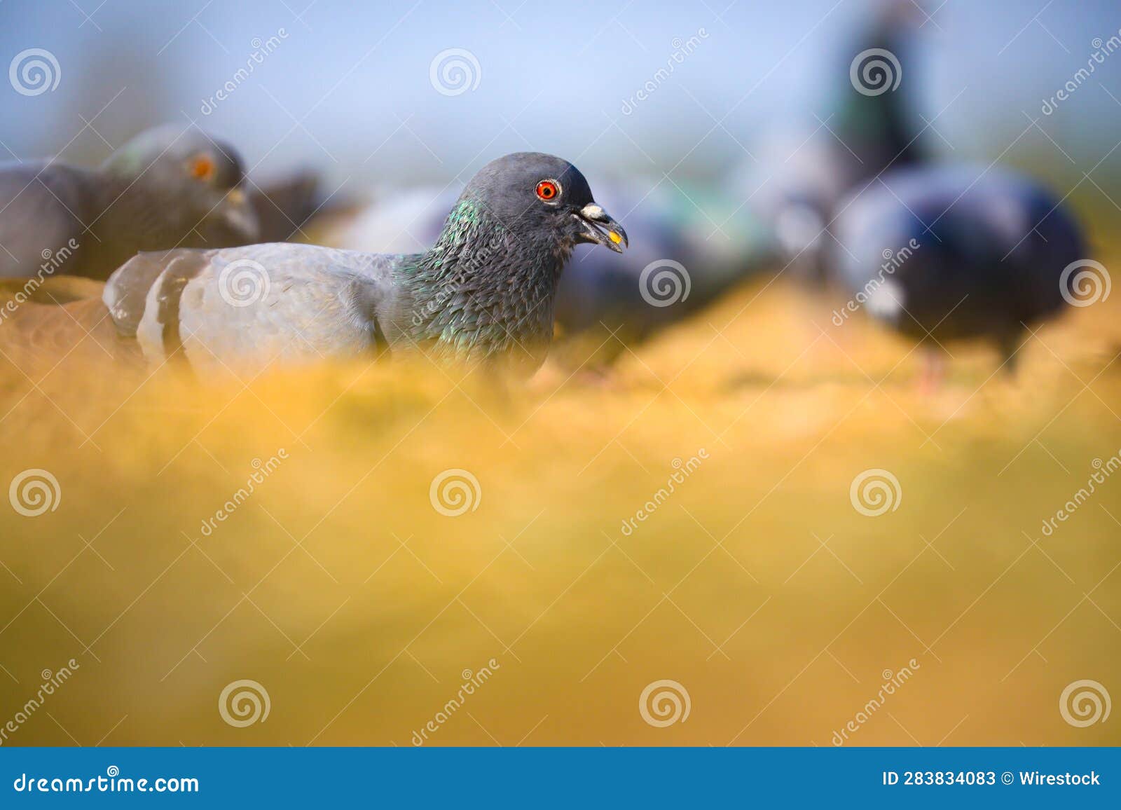 Group of Pigeons Foraging on the Ground. Stock Image - Image of roam ...