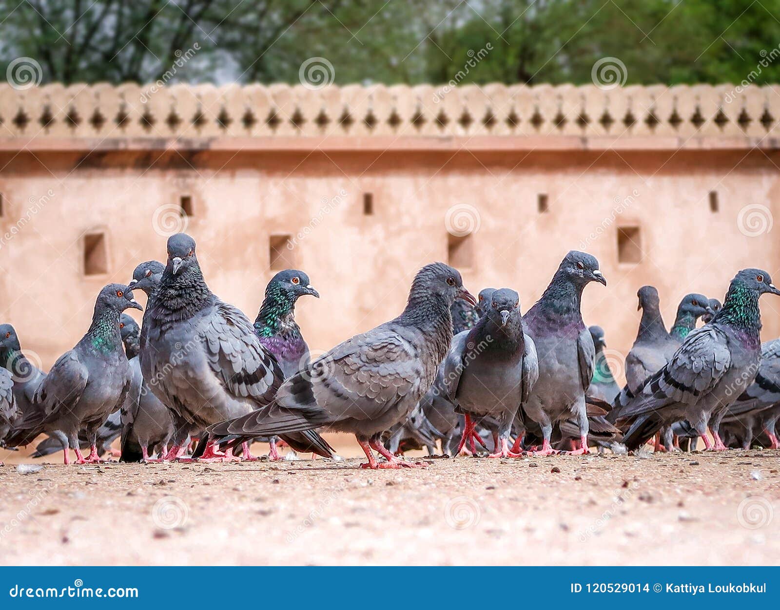 Flock of Pigeons on the Ground Stock Photo - Image of bird, group ...