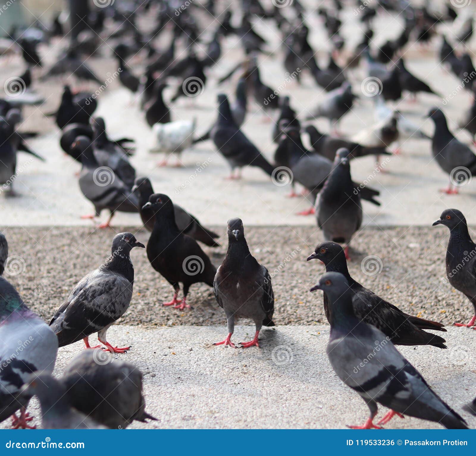Group of pigeons. stock photo. Image of town, wild, black - 119533236