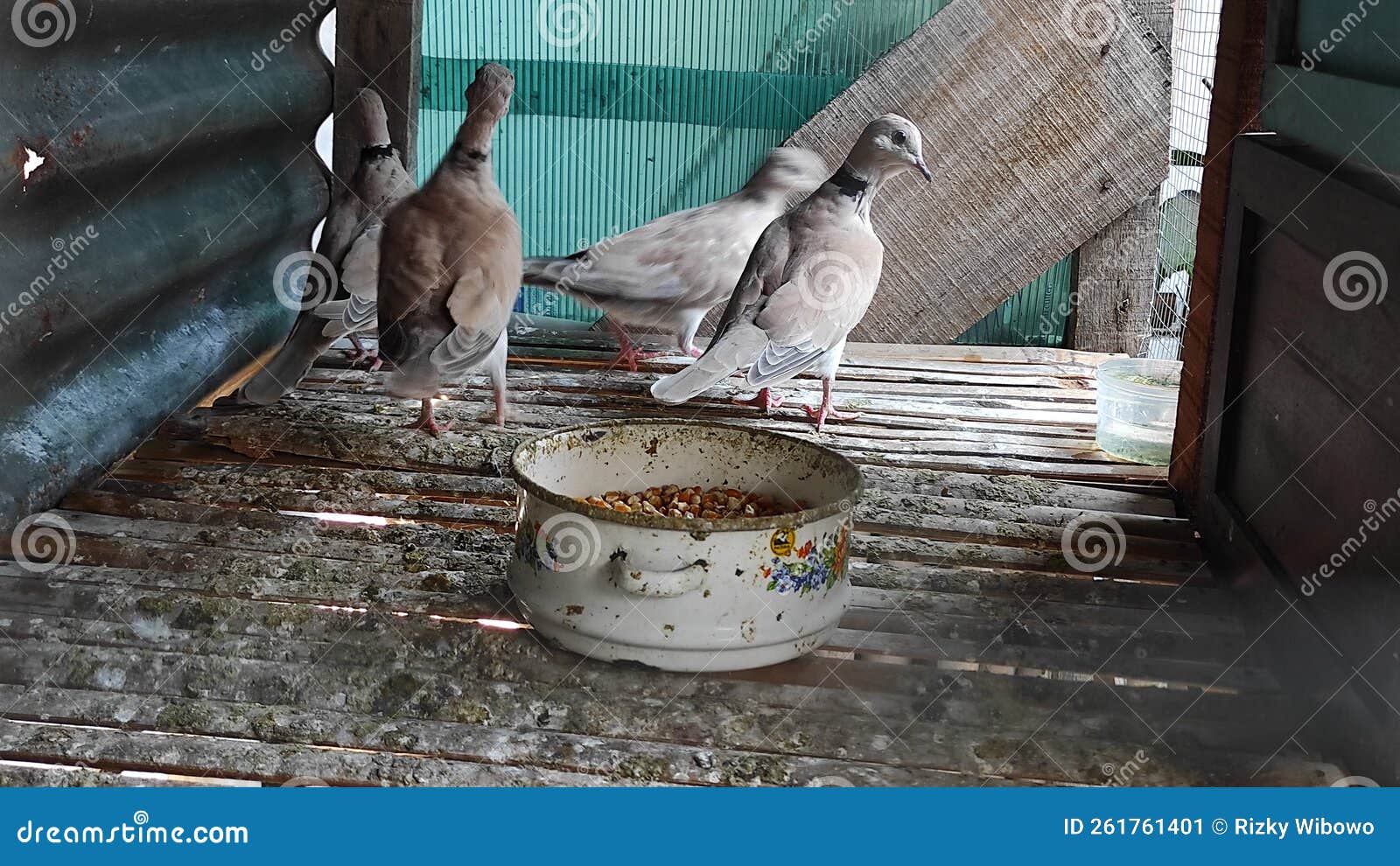 A Group of Pigeons in a Large Cage Waiting To Be Fed Stock Image ...