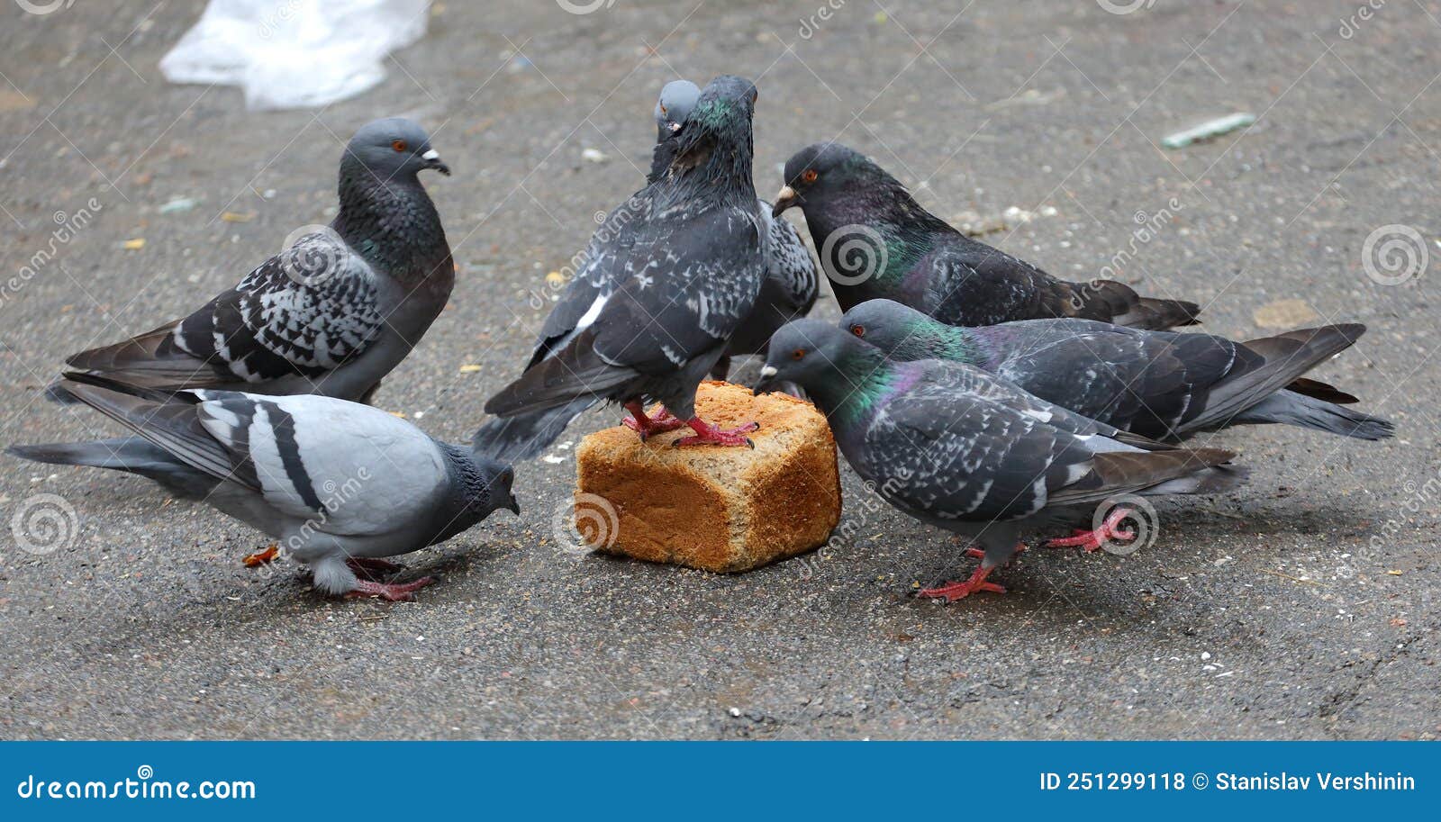 Group of Pigeons Peck a Loaf of Bread on the Asphalt Stock Photo ...