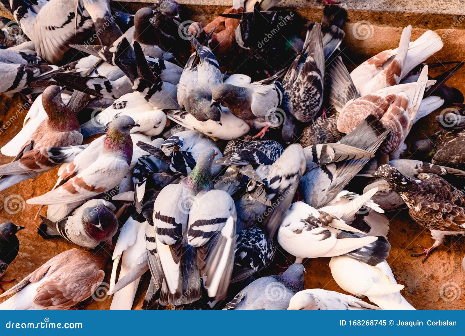 Group of Pigeons Pecking the Ground Unruly Stock Image - Image of pest ...