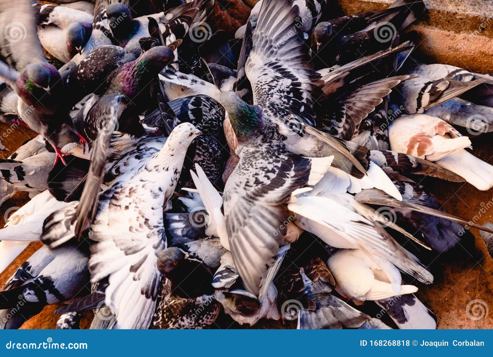 Group of Pigeons Pecking the Ground Unruly Stock Photo - Image of birds ...