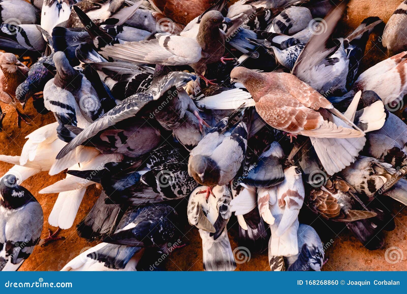 Group of Pigeons Pecking the Ground Unruly Stock Photo - Image of life ...