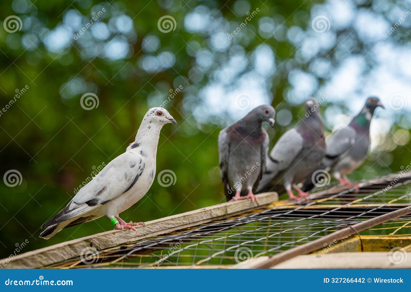 Group of Pigeons Perched on a Rooftop with a Blurred Green Background ...