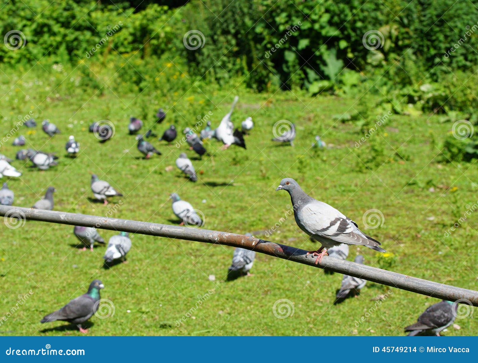 Group of pigeons stock photo. Image of green, animals - 45749214