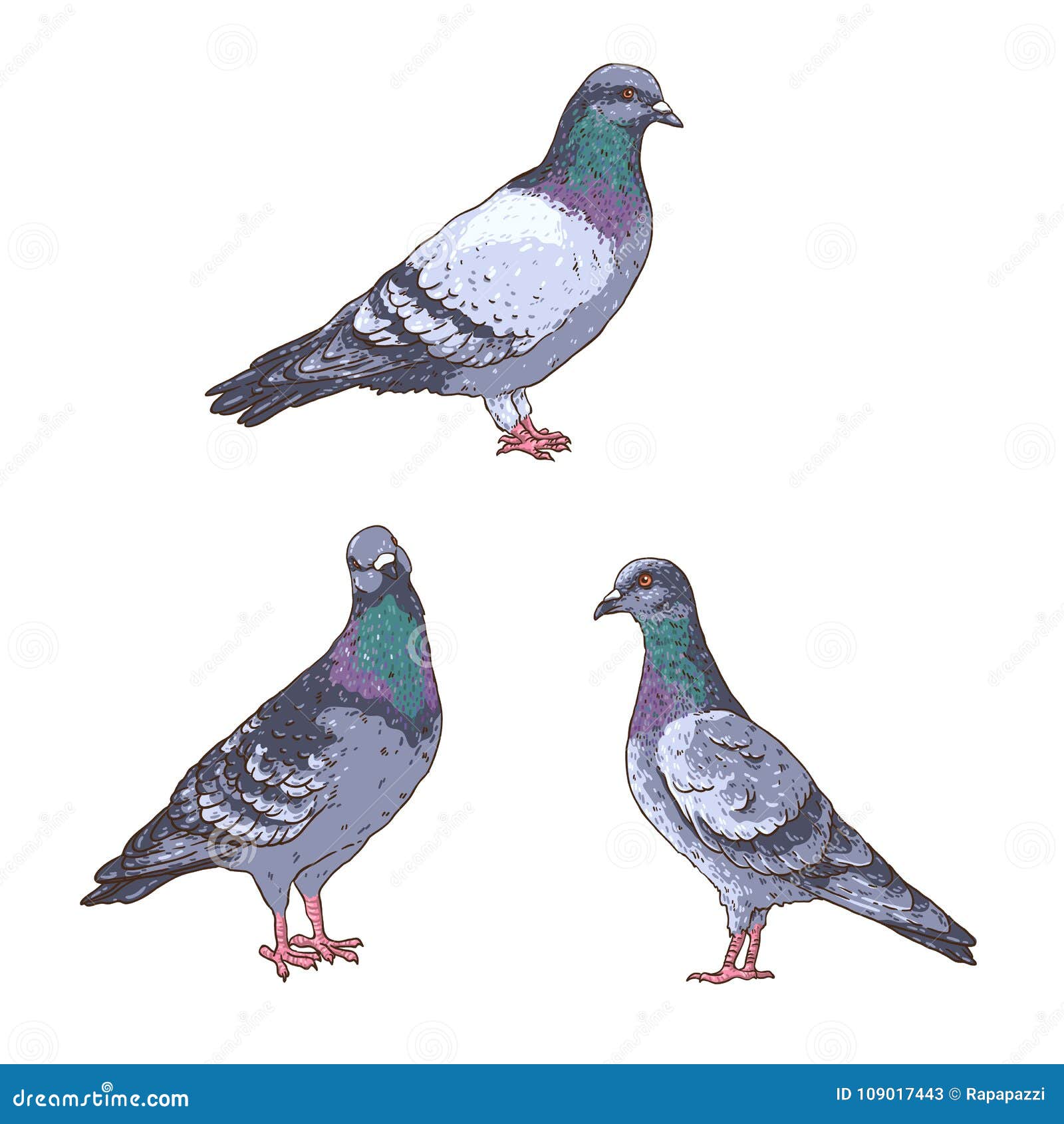 Vector Pigeons Stock Illustrations – 3,786 Vector Pigeons Stock ...