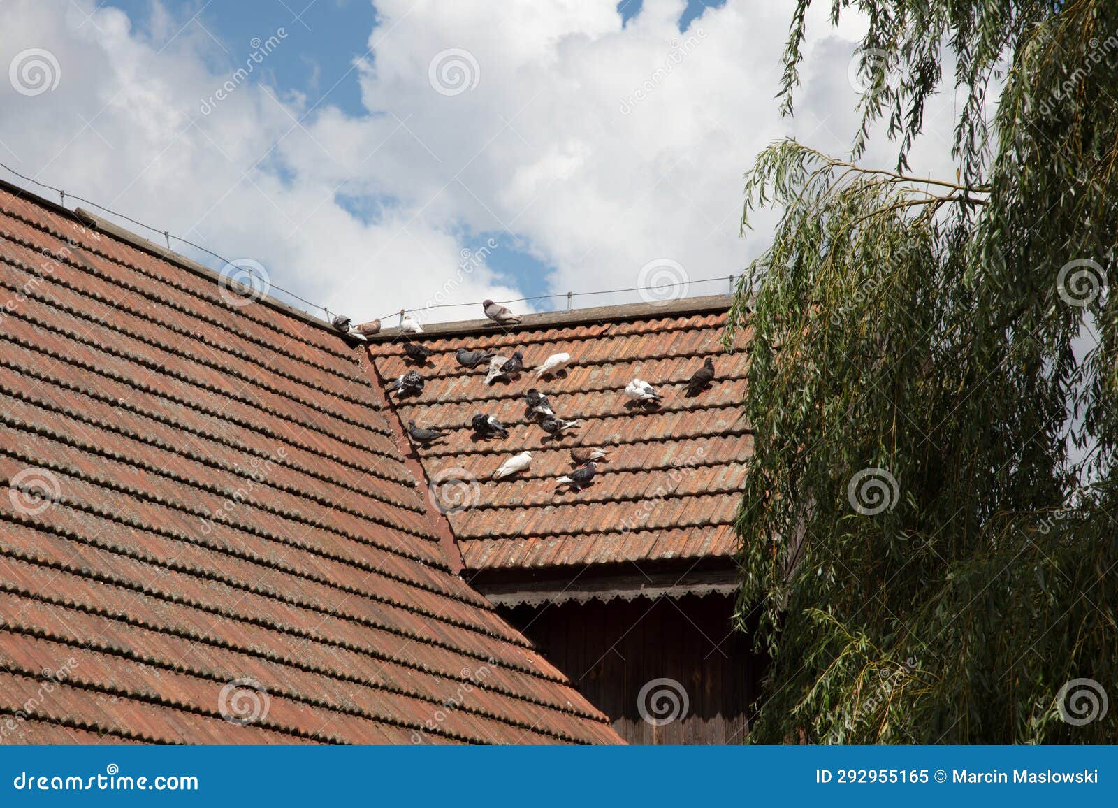 Group of Pigeons Sits on the Roof of a Building Stock Image - Image of ...