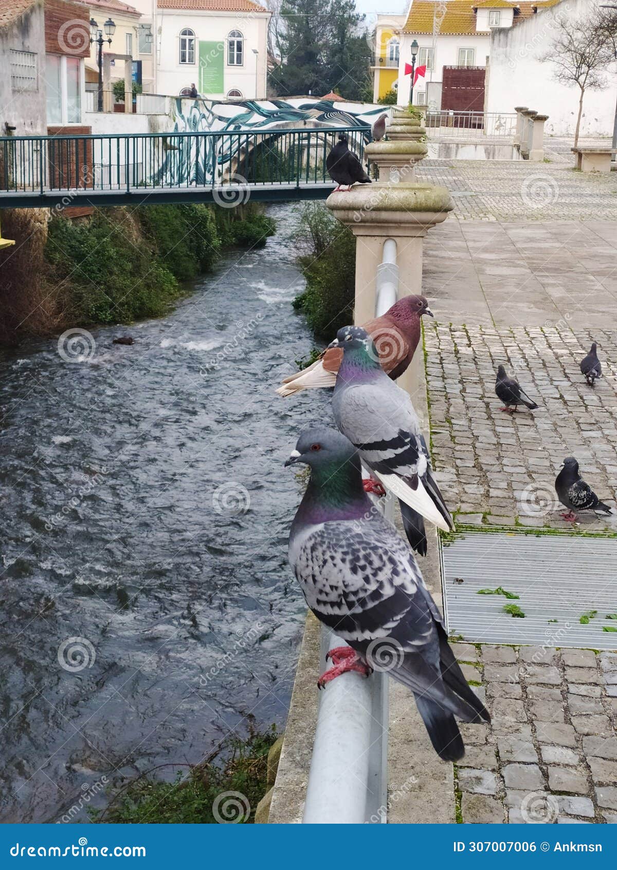 Group of Pigeons Sitting on Railing Next To River Stock Photo - Image ...
