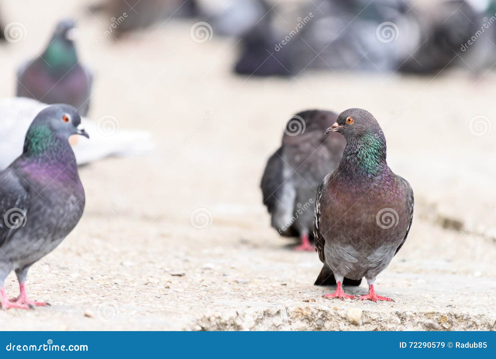 Pigeons Walking On The Grass, Eating Food, Birds Eating Insects ...