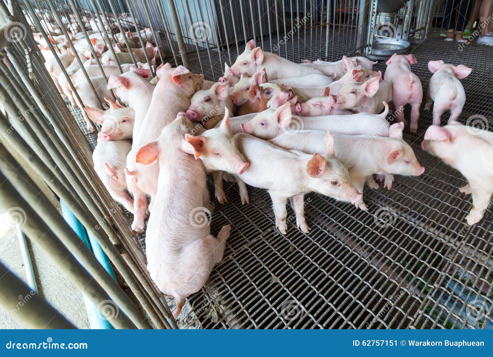 A Group of Piglet in the Cage Stock Image - Image of farm, industry ...