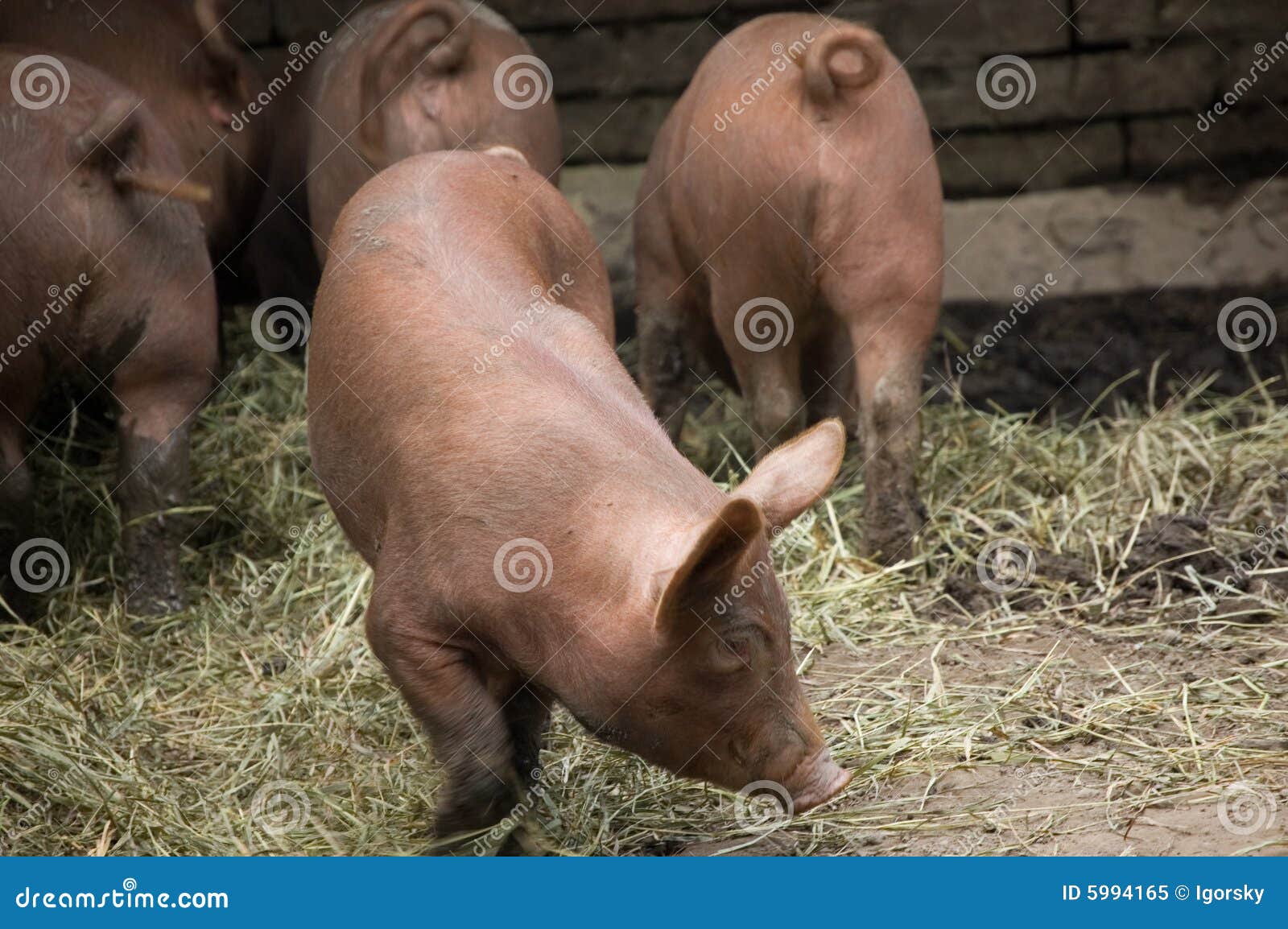 A Group of Piglets on a Piggery Stock Image - Image of animal, cute ...