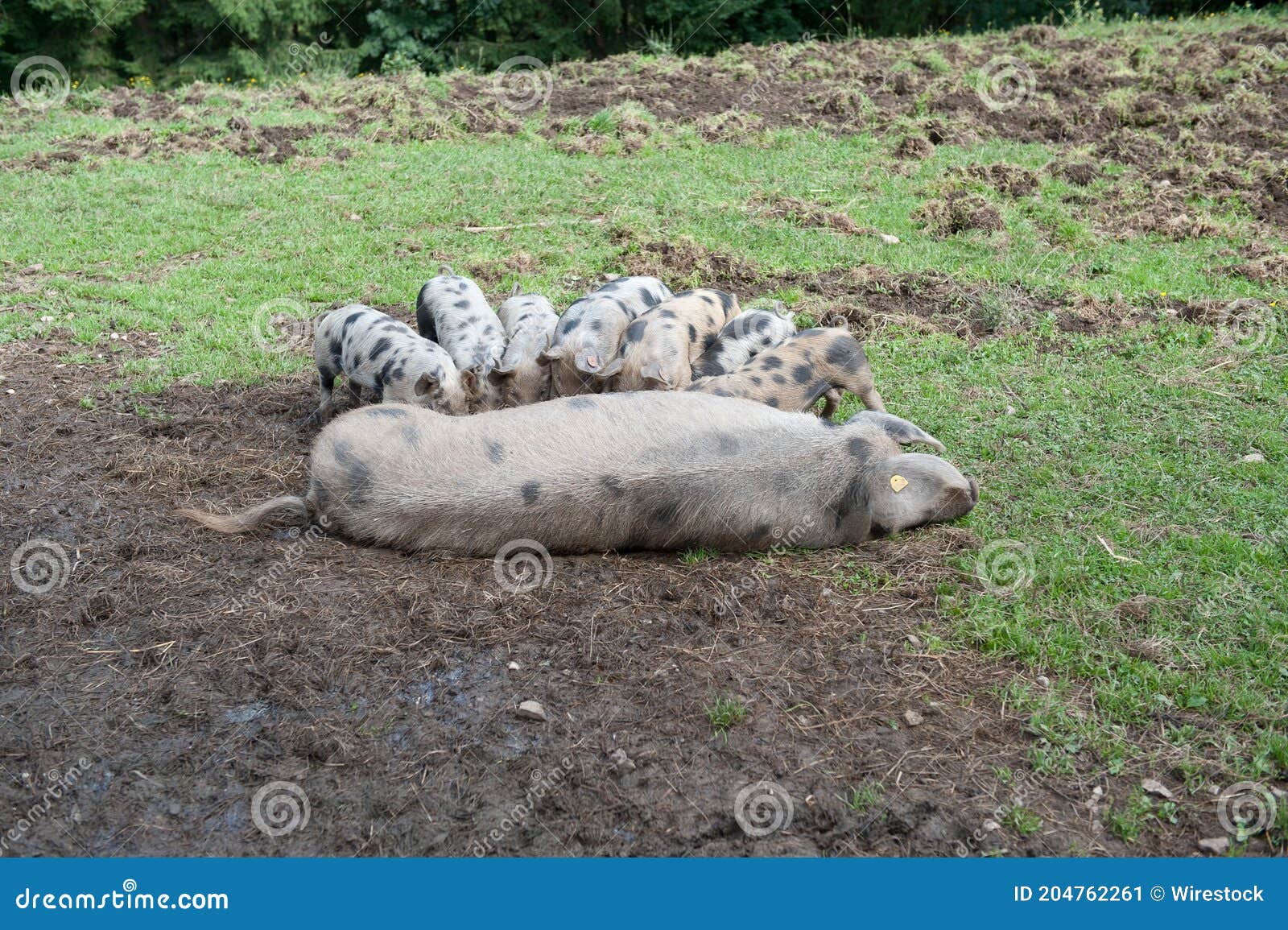 Group of Pigs in the Pasture Stock Image - Image of mammal, small ...