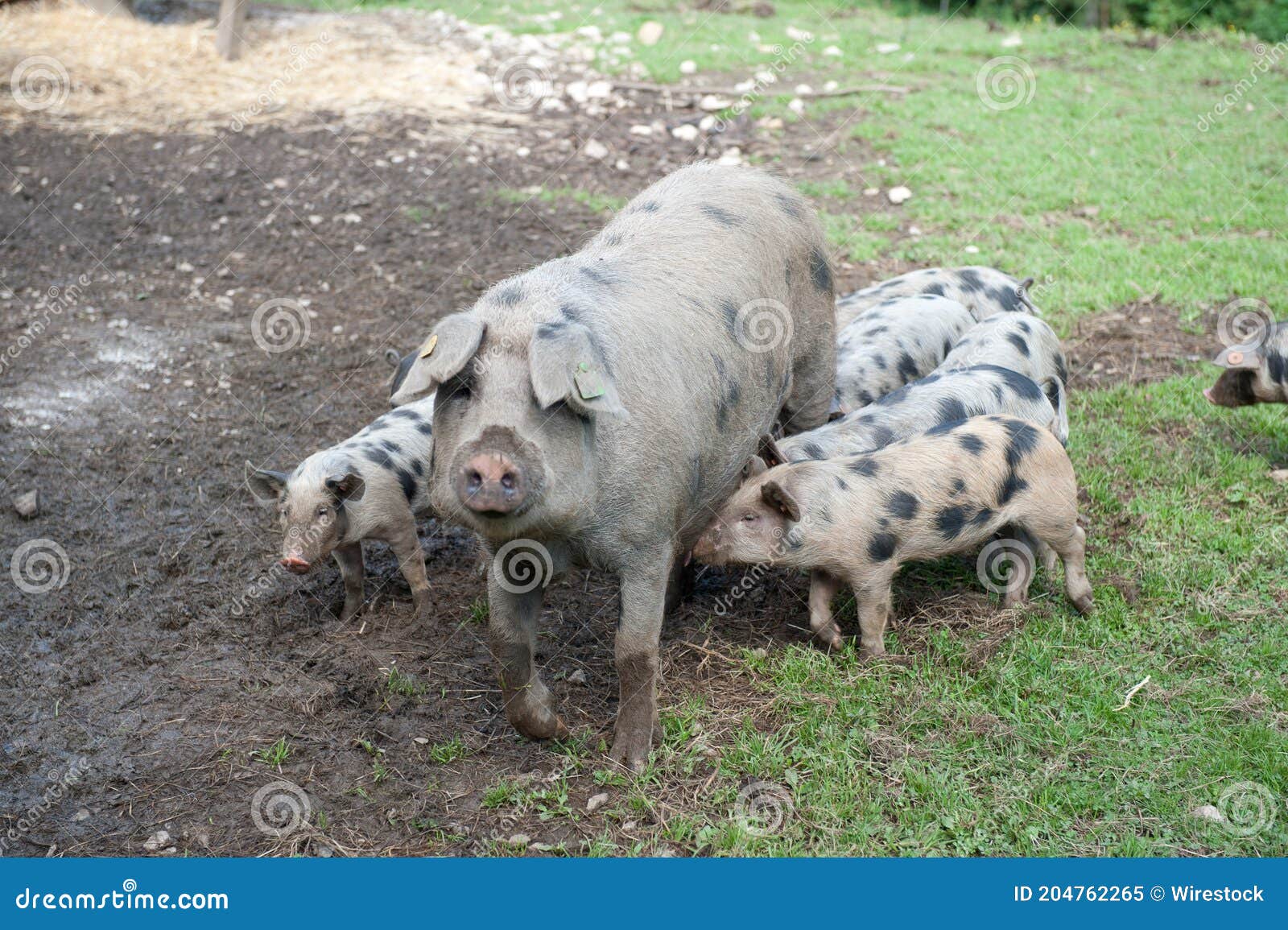 Group of Pigs in the Pasture Stock Image - Image of animal, domestic ...