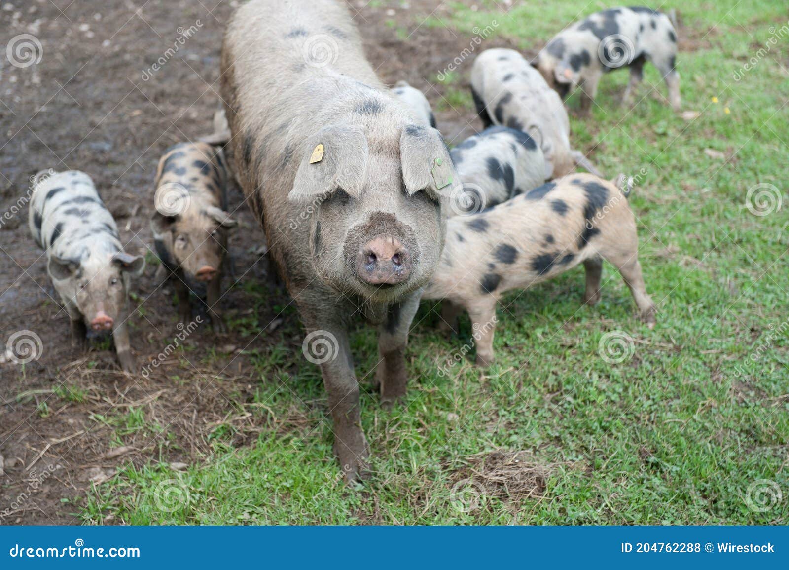 Group of Pigs in the Pasture Stock Photo - Image of field, grass: 204762288