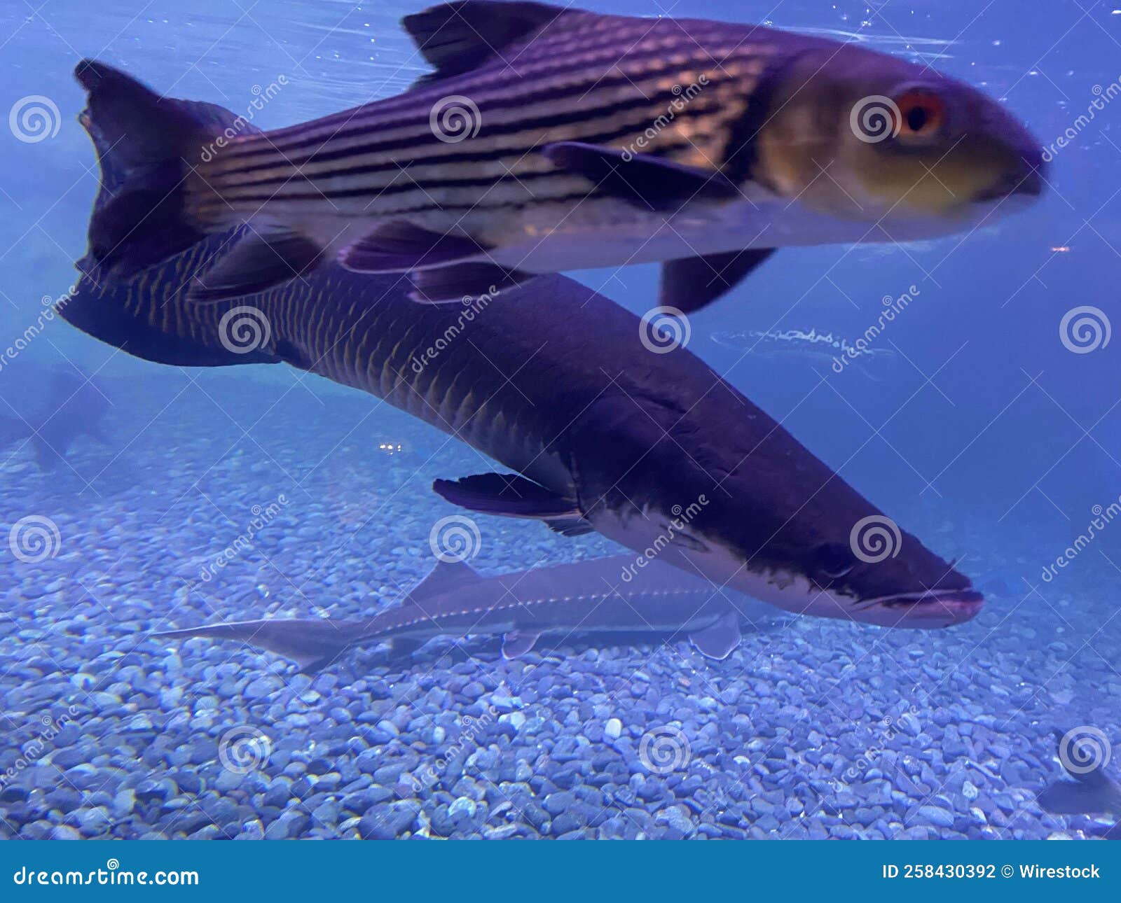 Group of Pike Fish Swimming Underwater Stock Photo - Image of nature ...