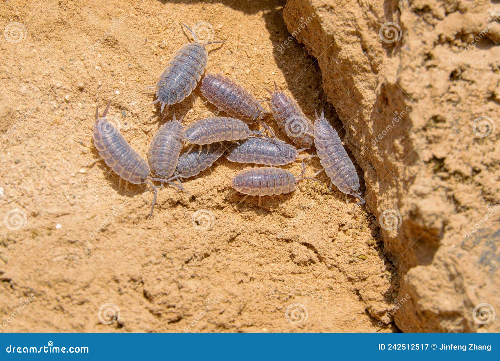 Pillworm stock image. Image of nature, crustacea, wildlife - 242512517