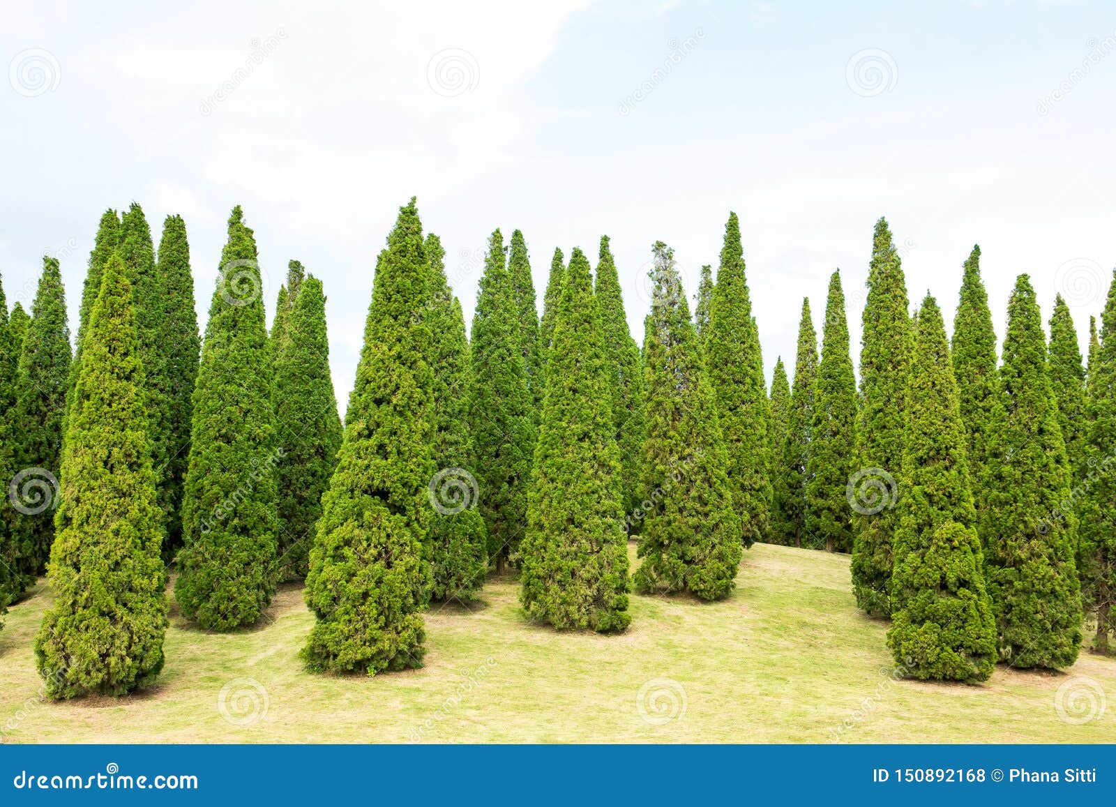 Group of Pine Tree on Grass Field Background Stock Photo - Image of ...