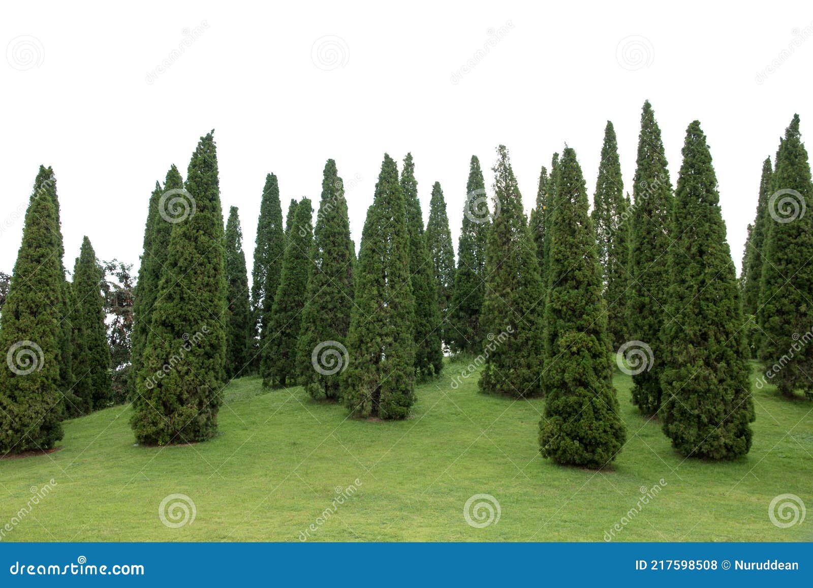 Group of Pine Tree Isolated on White Background Stock Photo - Image of ...