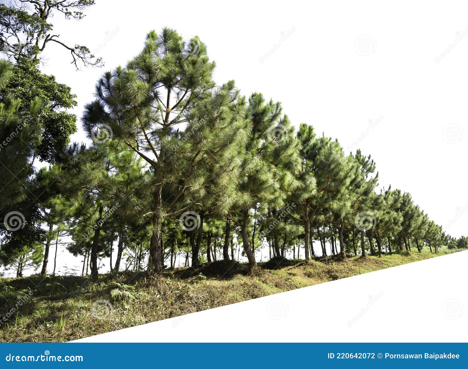 Group of Pine Trees Forest Isolated on White Background Stock Photo ...