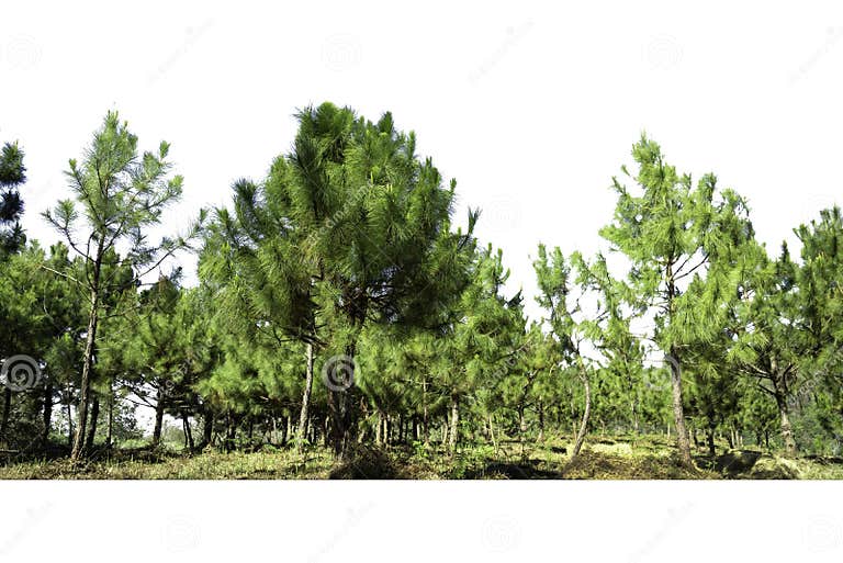 Group of Pine Trees Forest Isolated on White Background Stock Photo ...