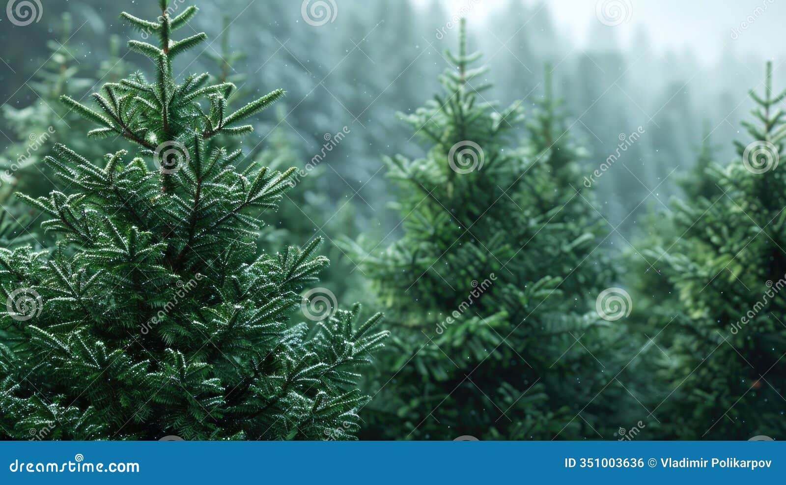 Group of Pine Trees in a Forest, Suitable for Nature Backgrounds Stock ...