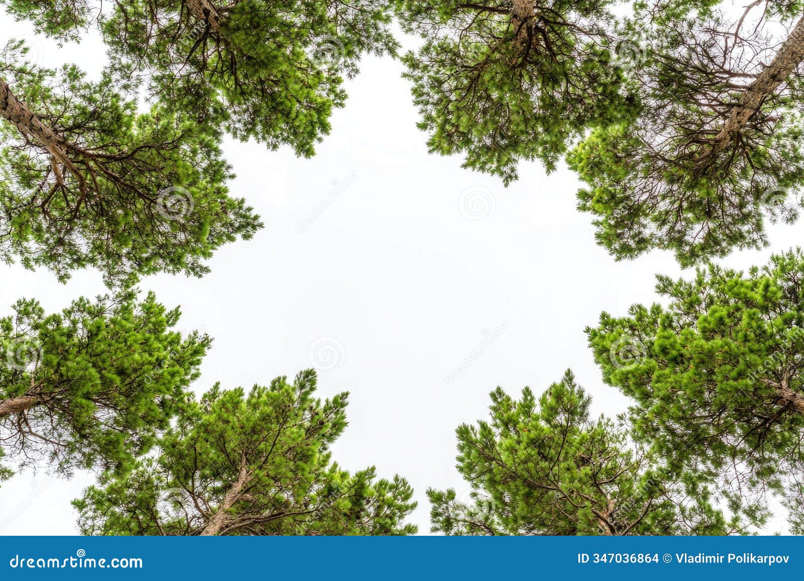 A Group of Pine Trees Standing Tall in a Dense Forest, Perfect for ...