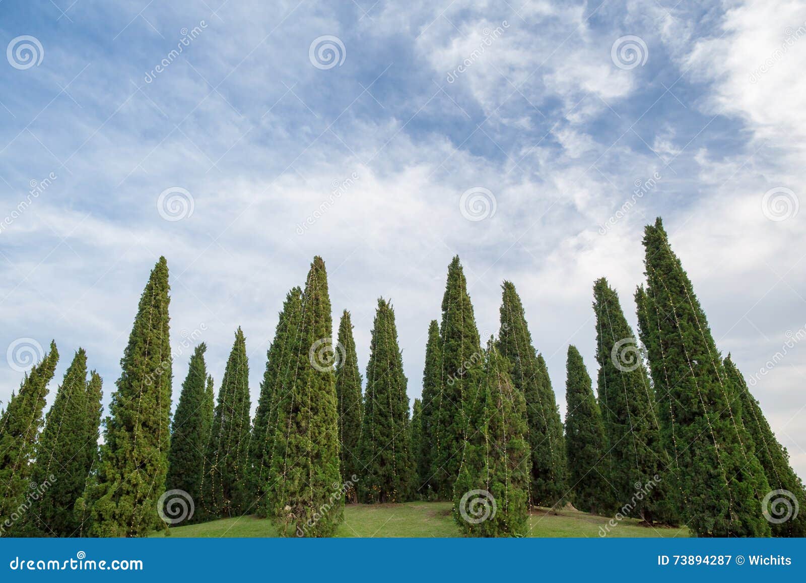 Group of Pine Trees on Top of Green Grass Hill Stock Image - Image of ...