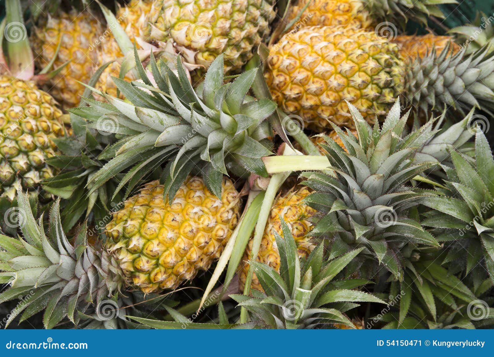 Group of pineapple fruit stock image. Image of fresh - 54150471