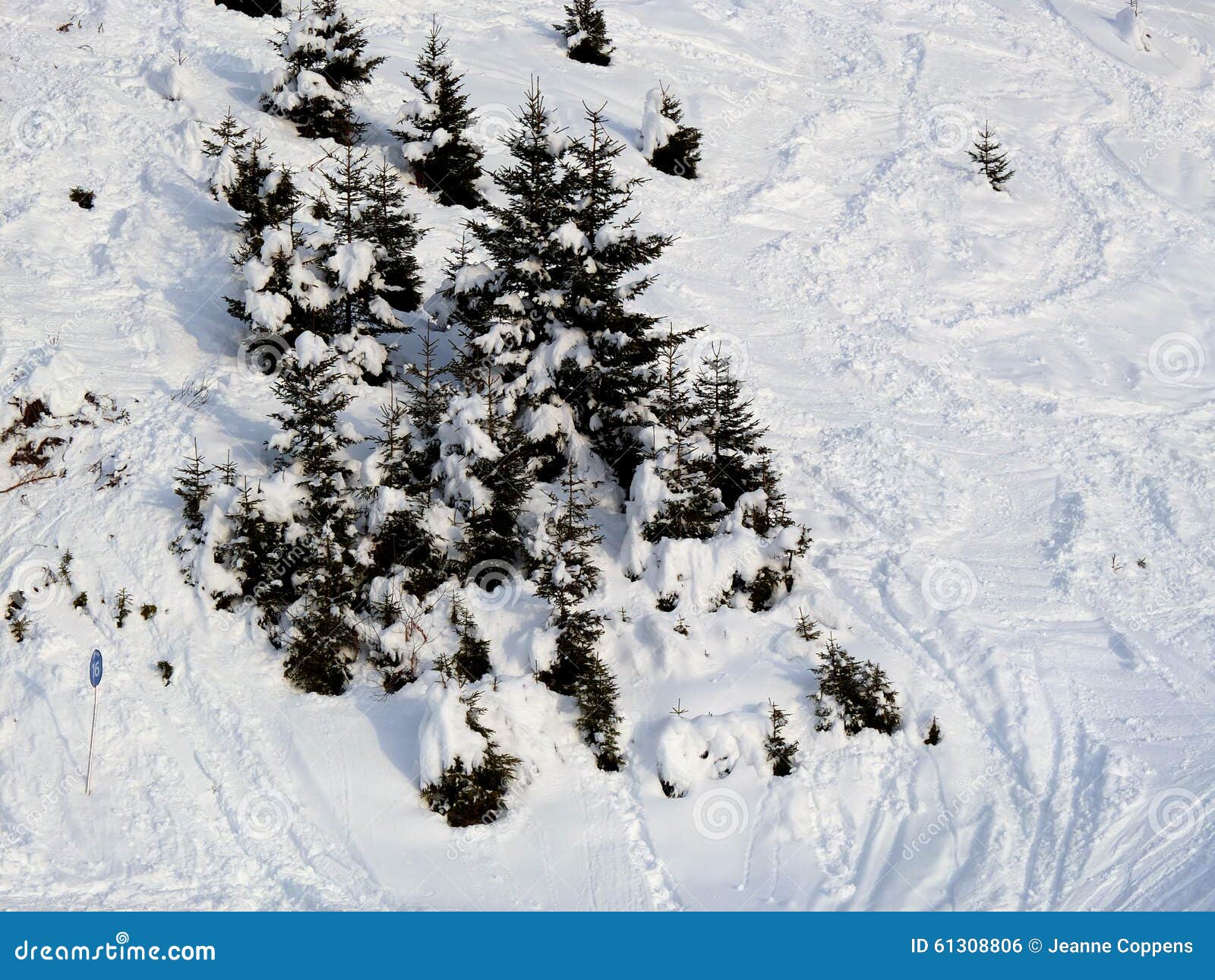Group of Pines on Snowy Track. Stock Photo - Image of green, slope ...