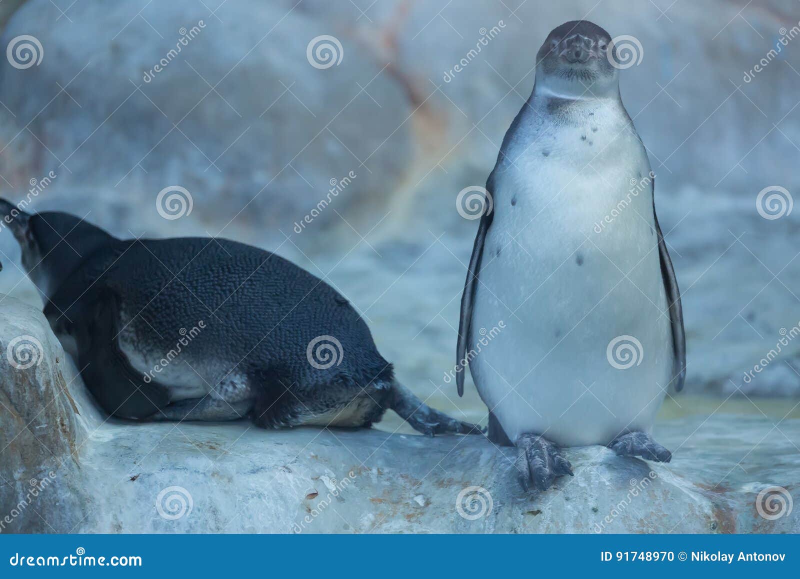 Group of Pinguins in Russia, Moscow Zoo Stock Photo - Image of moss ...