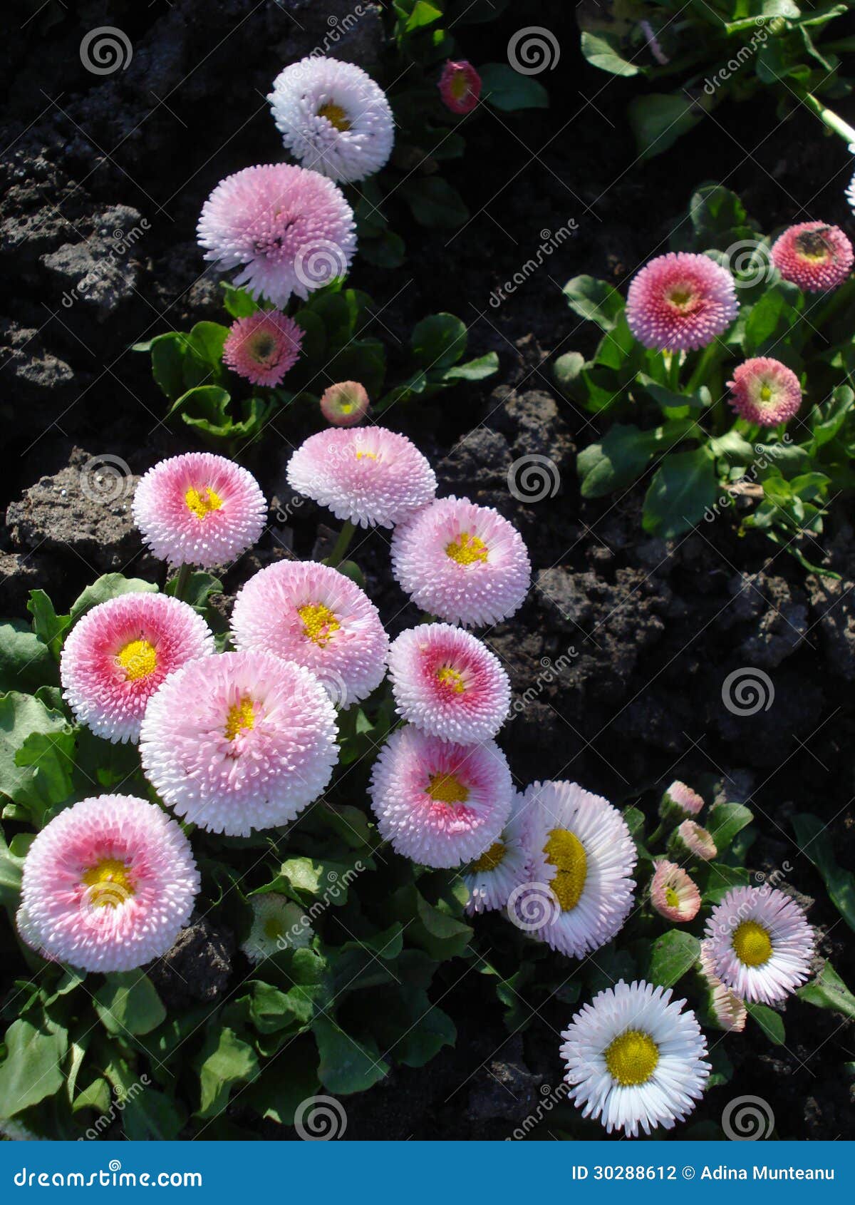 Pink Bellis Flowers Royalty-Free Stock Photo | CartoonDealer.com #178101981