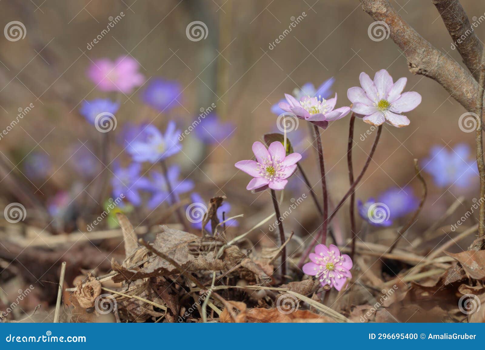 Pink And Blue Common Hepatica Flowers (Hepatica Triloba). Stock Photo ...