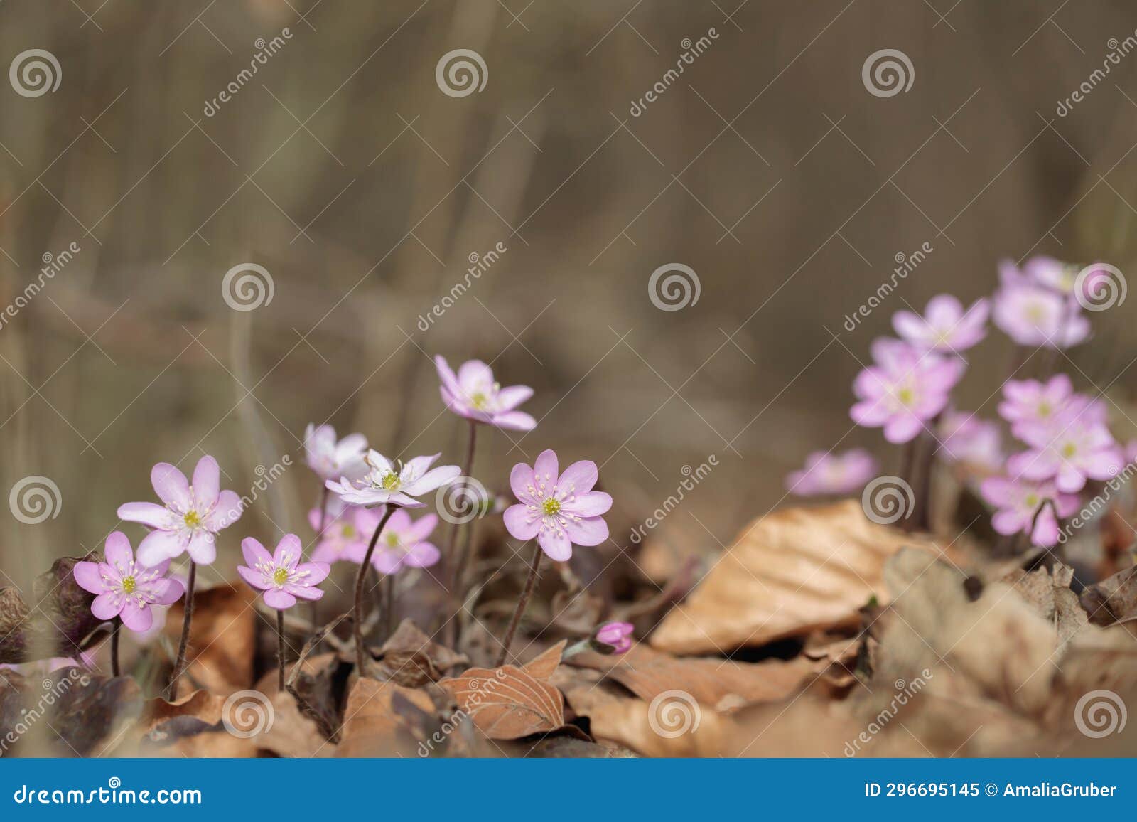Pink Common Hepatica Flowers (Hepatica Triloba). Stock Image - Image of ...