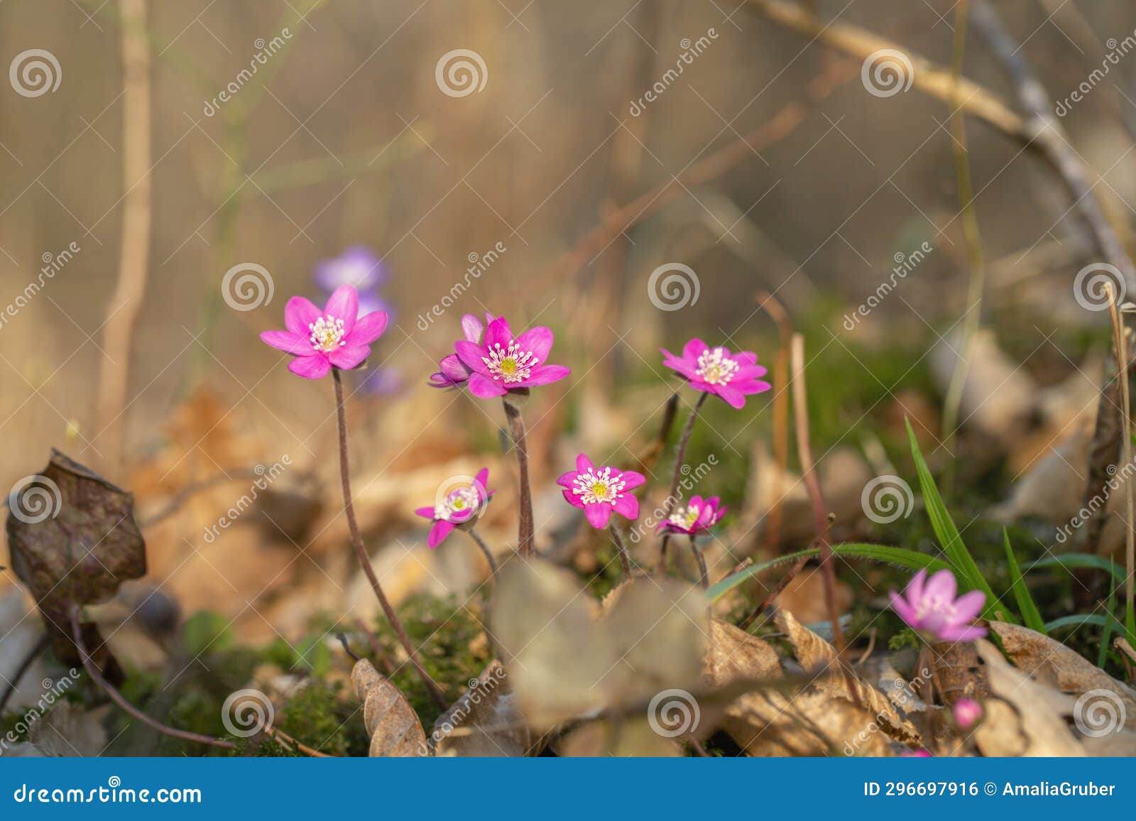 Common Hepatica Hepatica Nobilis Royalty-Free Stock Photography ...