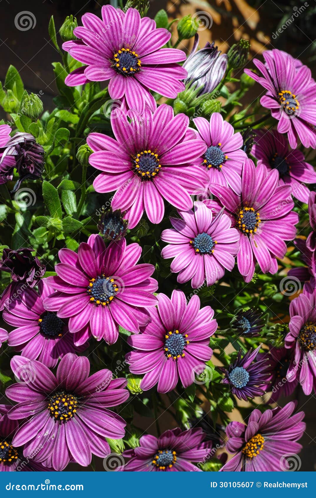 Pink daisy flowers stock image. Image of decorative, nature - 30105607