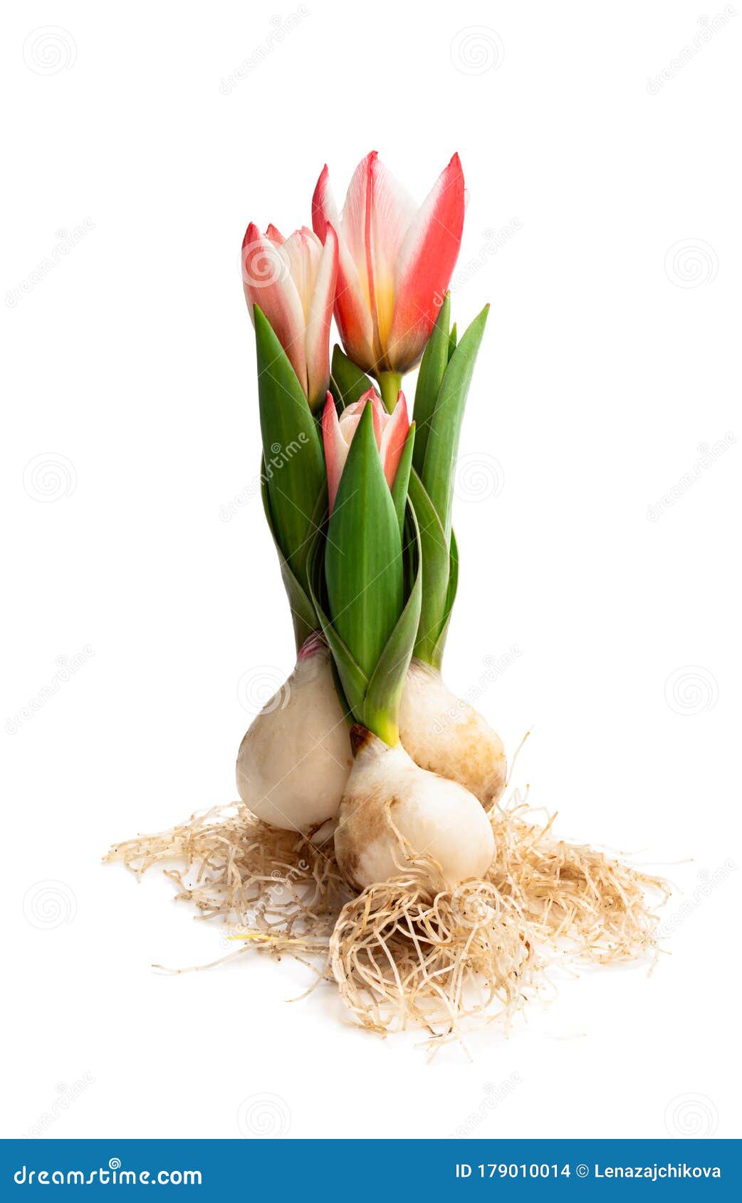 Group of Pink Dwarf Tulips with Flower and Roots Isolated on White ...